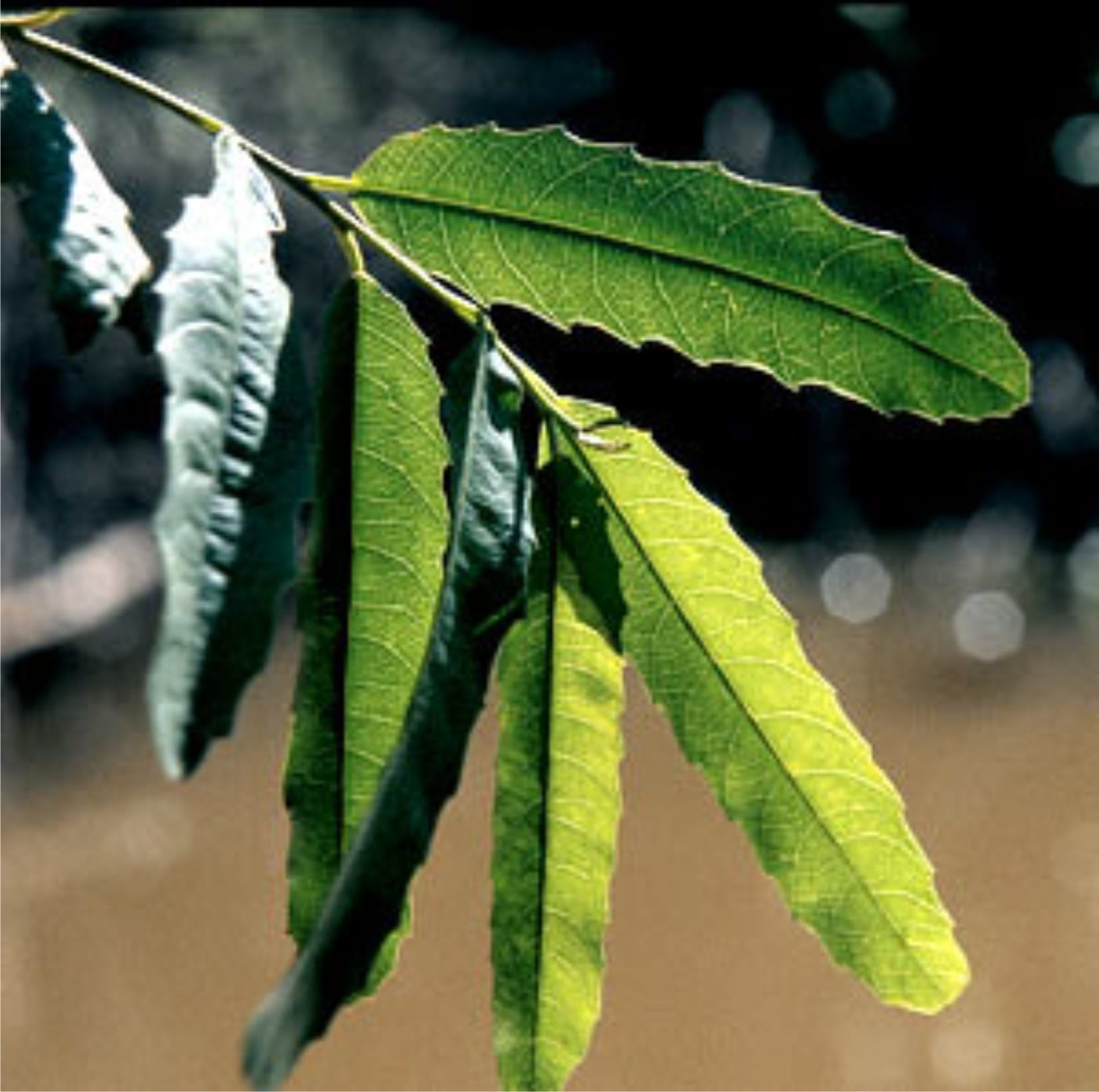 IPORURU - ziele - 100g herbaPeru.pl - Zioła z Peru